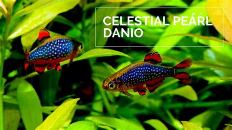 Celestial Pearl Danio Breeding Galaxy Rasbora Youtube