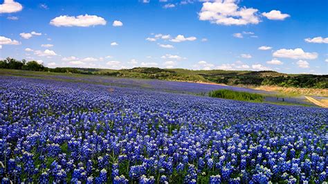 A Sea Of Blue Fields Of Bluebonnets At Muleshoe Bend Recreation Area