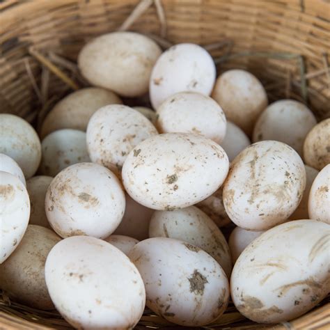 Duck Egg Hatching Process Learn More About Shirlock Acres