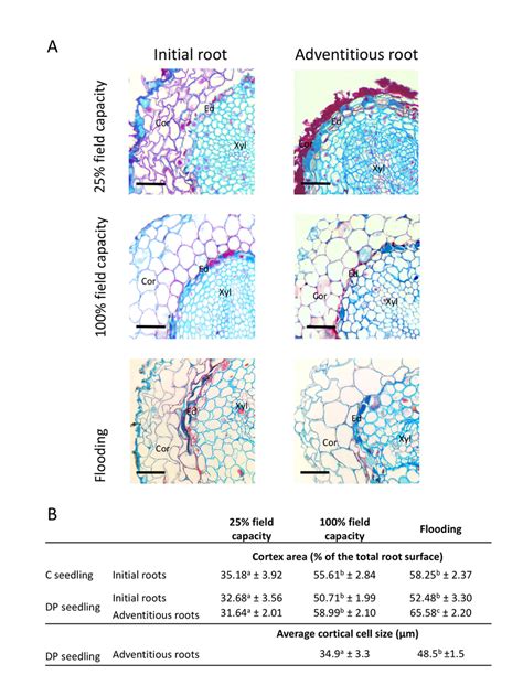 5 Initial And Adventitious Root Morphology Of Black Spruce Seedlings Download Scientific