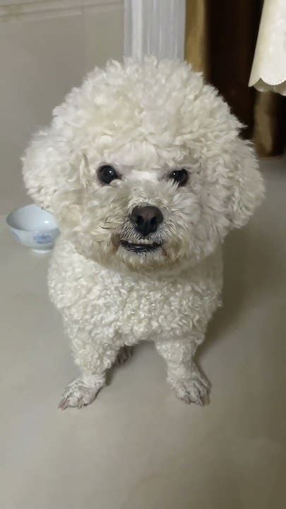 小巴嘎翻垃圾桶被我骂了，还一副很委屈的样子，你们觉得它知道错了吗？萌宠出道计划 比熊 萌宠日常记录 谁家还没个傻狗 呆萌呆萌 Youtube