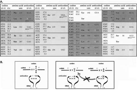 Human Mitochondrial Codon Usage And Codon Anticodon Interactions A Download Scientific