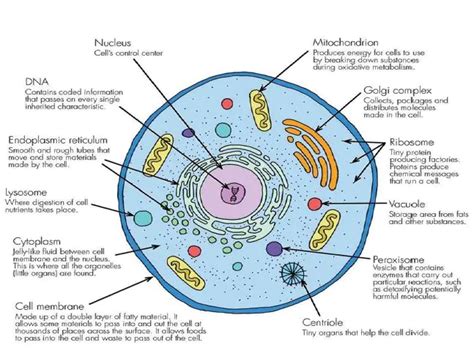 Exploring The Basics A Comprehensive Guide To Cell Structure And