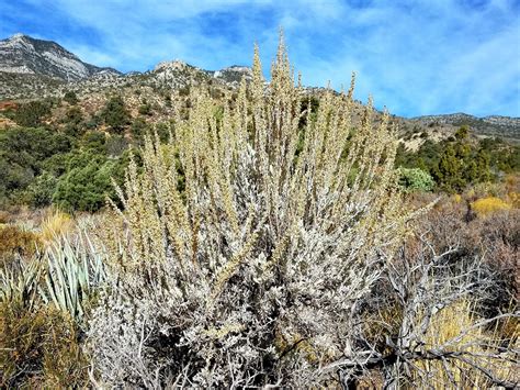 Nevada State Flower Sagebrush Describe