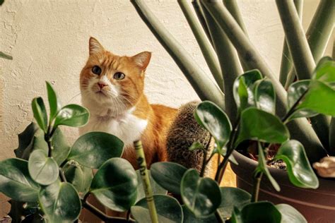 10 Cat Safe Indoor Plants That Are Easy To Care For