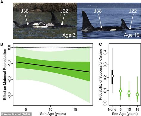 Killer Whales Are Less Likely To Have More Offspring After Raising Boy