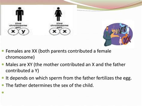 Ppt Genetics 101 Powerpoint Presentation Free Download Id 2132024