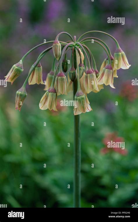 Types Of Droopy Flowers