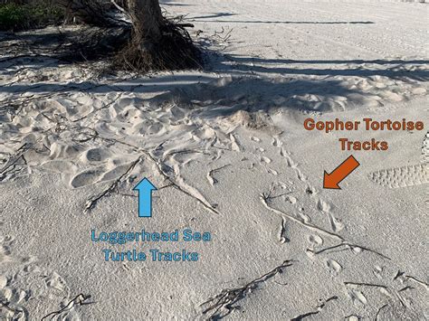 Gopher Tortoise Council