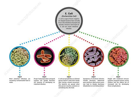 E Coli Infographic Stock Image C0437576 Science Photo Library