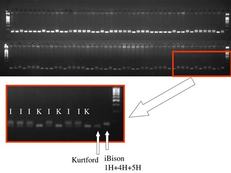 Ppt Marker Assisted Selection Powerpoint Presentation Free Download