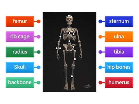 Forensics Skeleton Labelled Diagram