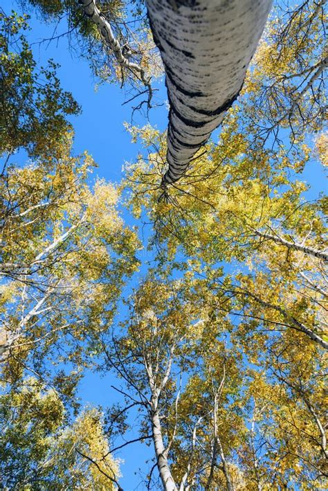 Birch Forest Stock Image Image Of Outdoors Russian 22970885