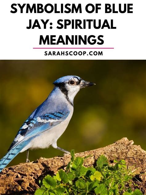 Symbolism Of Blue Jay Spiritual Meanings