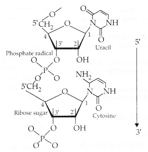 Make As Labelled Diagram Of An Rna Dinucleotide Showing Its 3 5