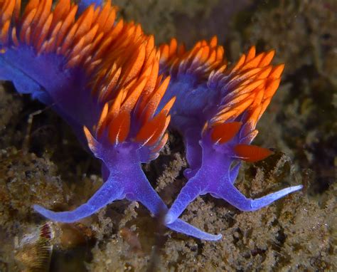 Spanish Shawl Nudibranch