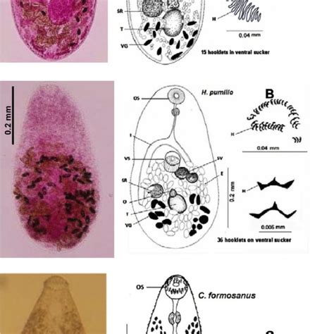 The Infection Rate Of Fish Borne Trematodes Among Age Groups
