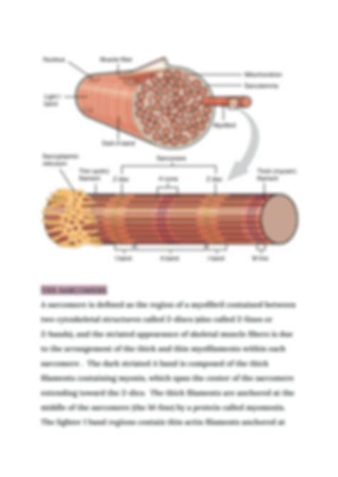 SOLUTION: Structure of skeletal muscle and sliding filament model - Studypool