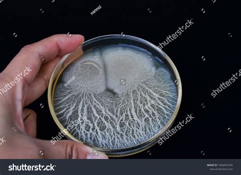 57949 Bacillus 이미지 스톡 사진 및 벡터 Shutterstock