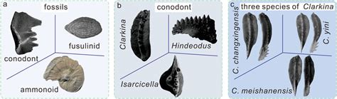 Conodont Fossil