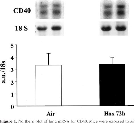 Figure 1 From Cd40 Cd40 Ligand Disruption Does Not Prevent Hyperoxia