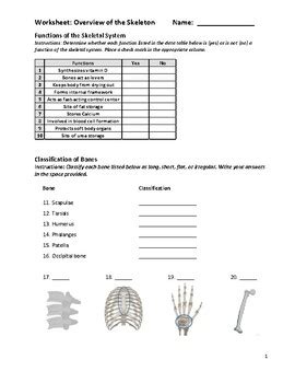 Worksheet Introduction To Bones Classification Of Bones Bone Structure