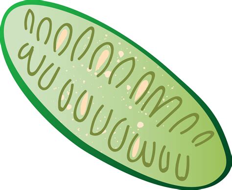 Whole Cucamelon Organic Fresh Vegetables 43729124 Png