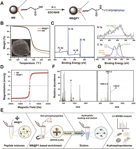 Affinity Peptide Ligands New Tools For Chasing Non Canonical N Phosphoproteome Chemical