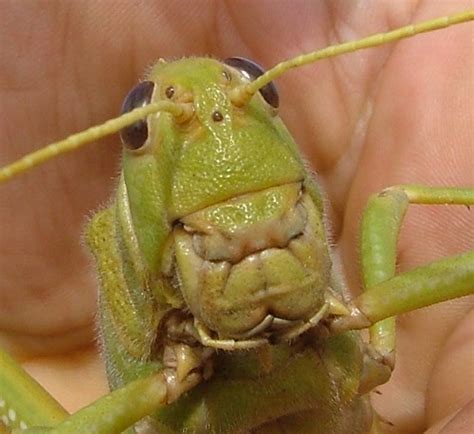 Giant Grasshopper Mouth Bill Kralovec Flickr