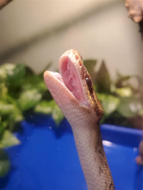 Cute Ball Python Yawn
