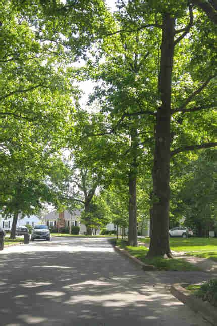 Ganoderma Root Rot Identify Control And Treatment Davey Tree