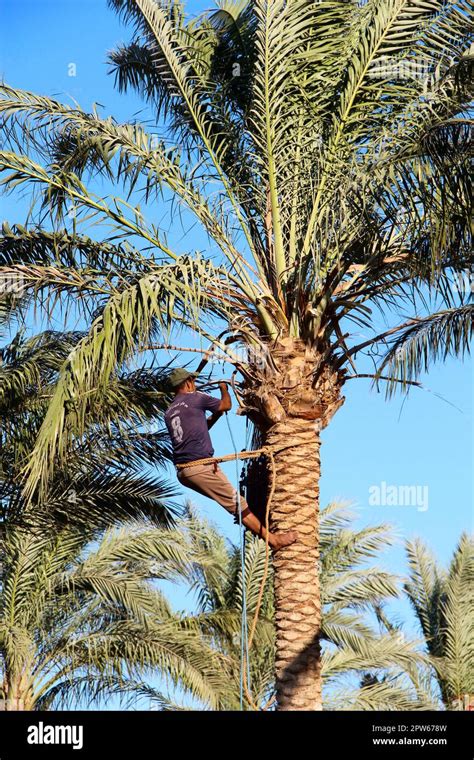 Man Harvesting Dates On Palm Trees Man Cut Clusters Of Dates Hanging