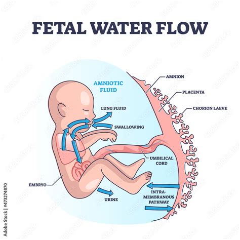 Amniotic Fluid Levels By Week Chart Clipart