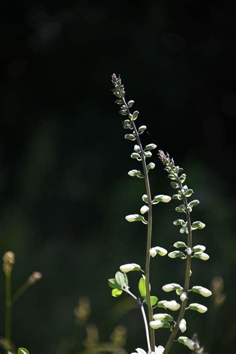 400000 Free Indigo Background And Indigo Images Pixabay