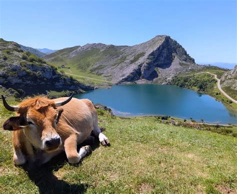 Lagos De Covadonga Cómo Visitar Esta Joya Natural Viajar Es Crecer