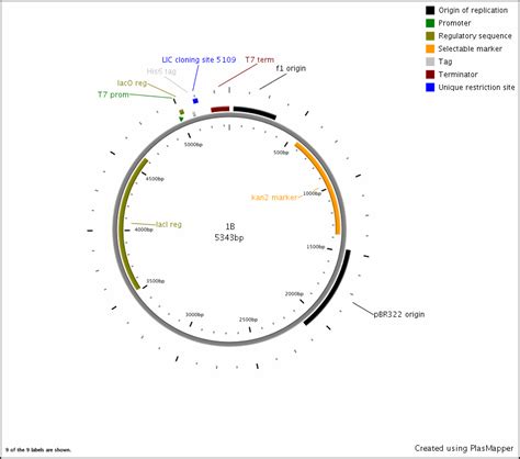 Addgene Pet His6 Tev Lic Cloning Vector 1b