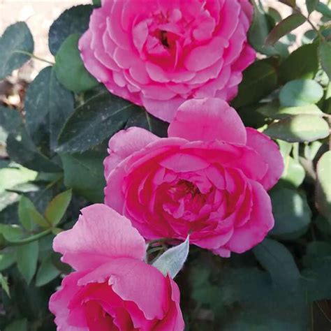 ža Puzavica Decor Roze Floris Poljokomercrs