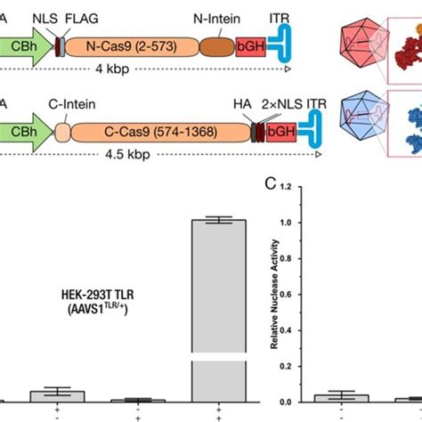 Using Split Inteins For Splitcas9 Reconstitution A Upon