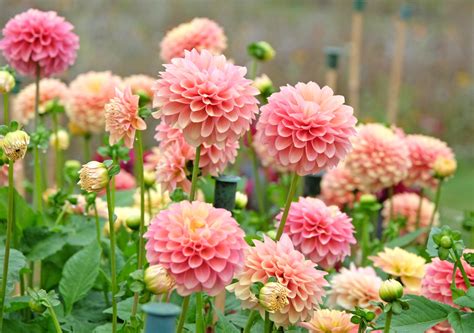 Cuidados De La Dalia En Maceta Y Jardín Todo Lo Que Necesitas Saber