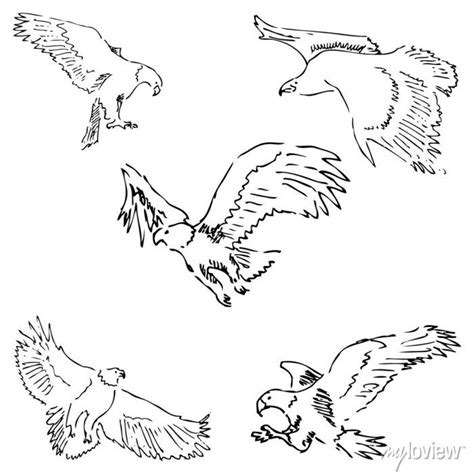 Eagles Sketch Pencil Drawing By Hand Vector Posters For The Wall
