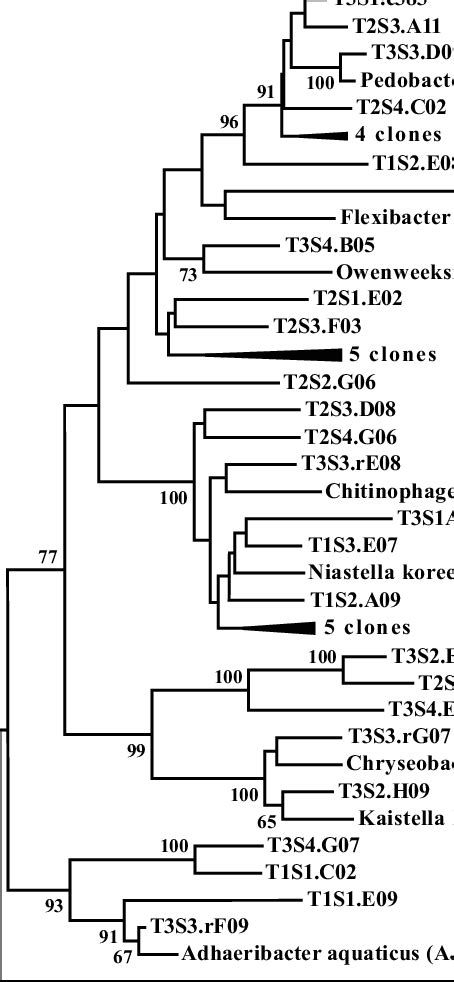 Neighbor Joining Tree Of Bacteroidetes The Frequency Of Which A