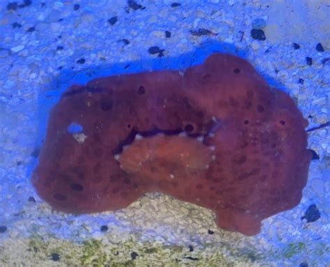 Frogfish Red Angler Live Gem Factory Ltd