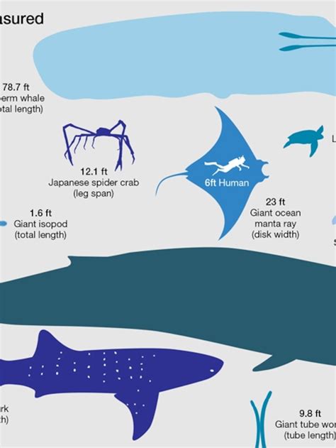 Giant Squid Size Chart