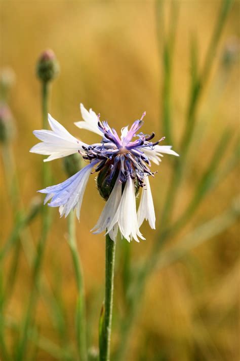 Cornflower Wildflower Flower Free Photo On Pixabay