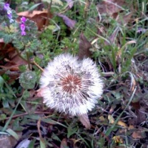 Colorful Bird Stain Glass Pattern Print  Files Stain Glass Digital