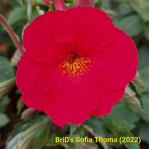 Brids Sofia Thoma 2022 Brid Plants Sofia
