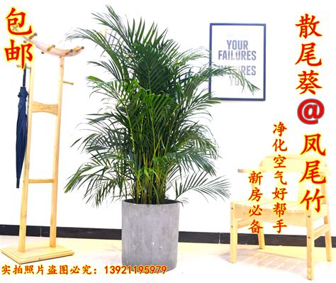 绿植凤尾竹凤尾竹和散尾葵第4页大山谷图库