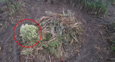 Endangered Species Found Smashed Up Under Bulldozed Trees Grave Endangered Species Found Smashed Up Under Bulldozed Trees Grave