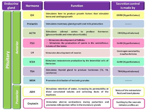 Pituitary Gland Hormones Chart