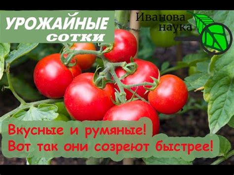 Ускоряем созревание плодов без травм, шока и потери вкуса ...
